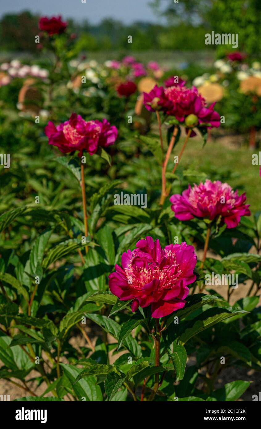 Colourful peonies growing in the garden Stock Photo - Alamy