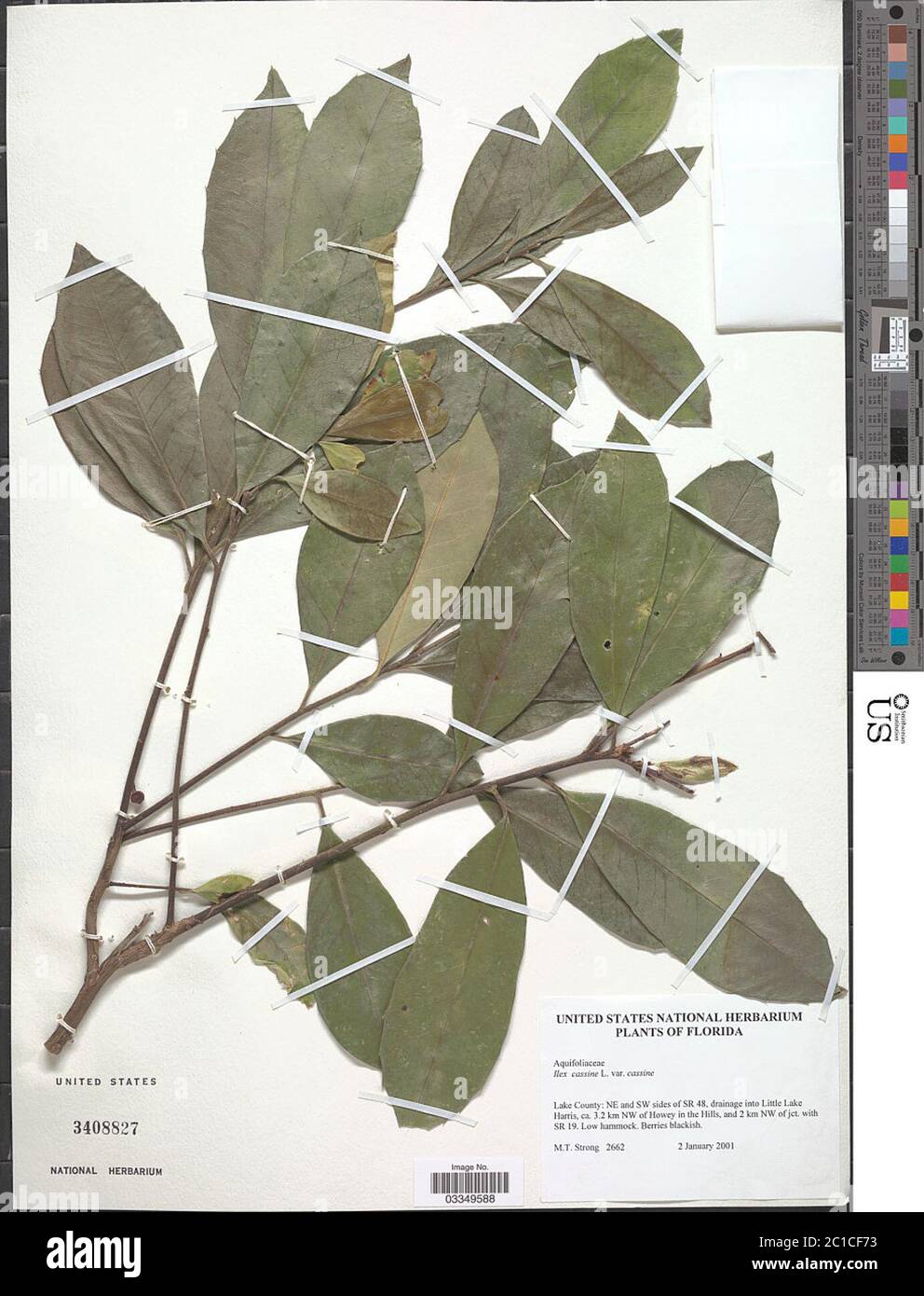 Cassine holly hi-res stock photography and images - Alamy