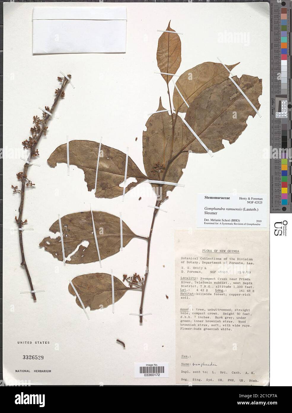 Gomphandra ramuensis Sleumer Gomphandra ramuensis Sleumer Stock Photo ...