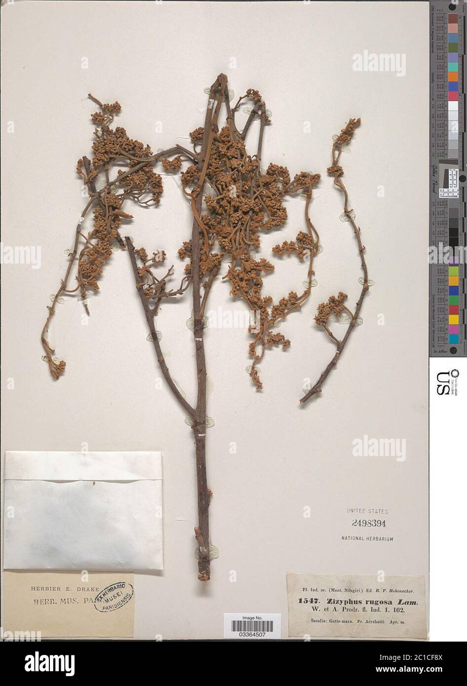 Ziziphus rugosa Lam Ziziphus rugosa Lam Stock Photo - Alamy