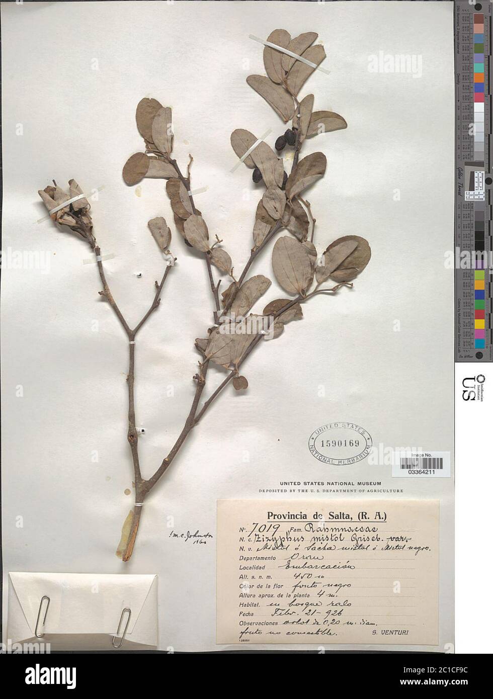 Ziziphus mistol Griseb Ziziphus mistol Griseb Stock Photo - Alamy