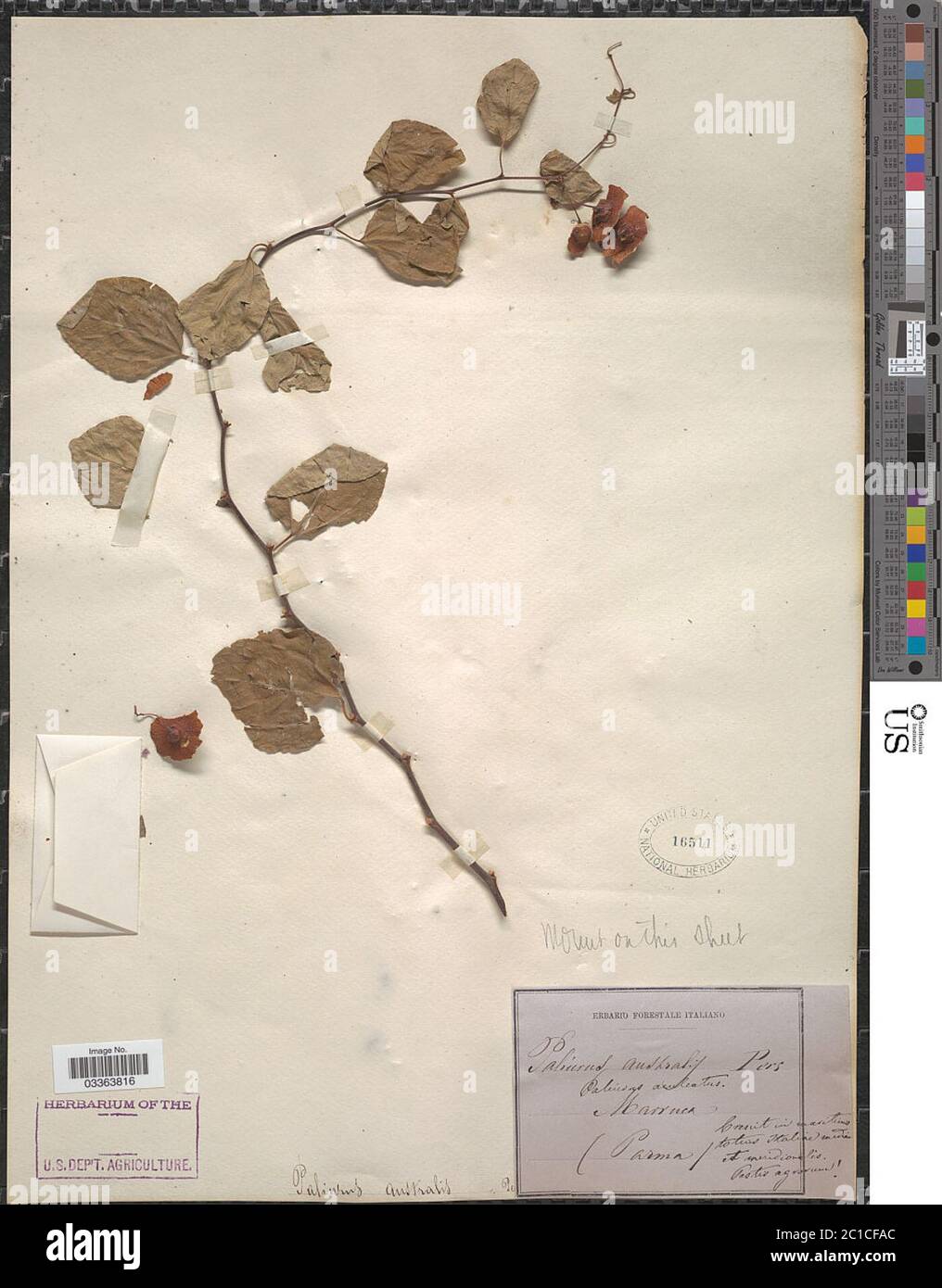 Paliurus australis Gaertn Paliurus australis Gaertn Stock Photo - Alamy