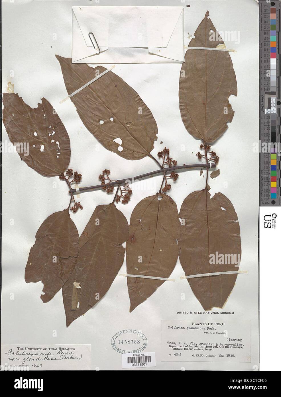 Colubrina glandulosa MC Johnst MC Johnst Colubrina glandulosa MC Johnst ...