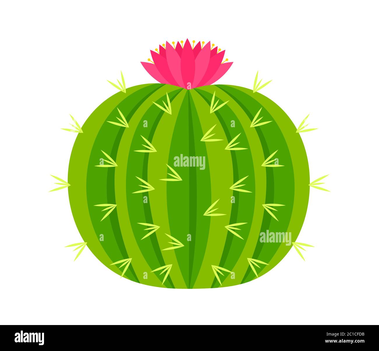 Round cactus with pink flower. Vector illustration Stock Vector Image ...