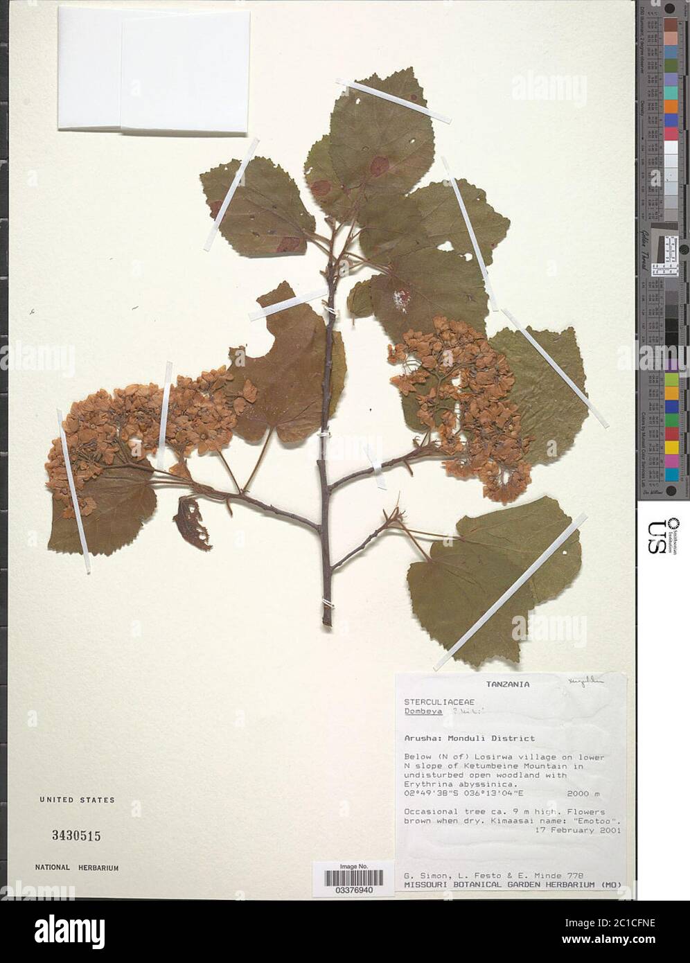 Dombeya sp Dombeya sp Stock Photo - Alamy