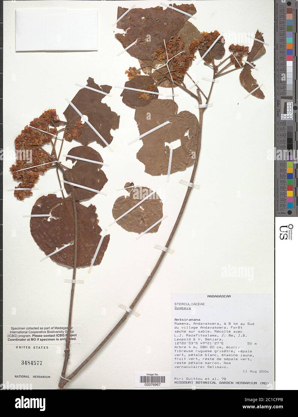 Dombeya sp Dombeya sp Stock Photo - Alamy