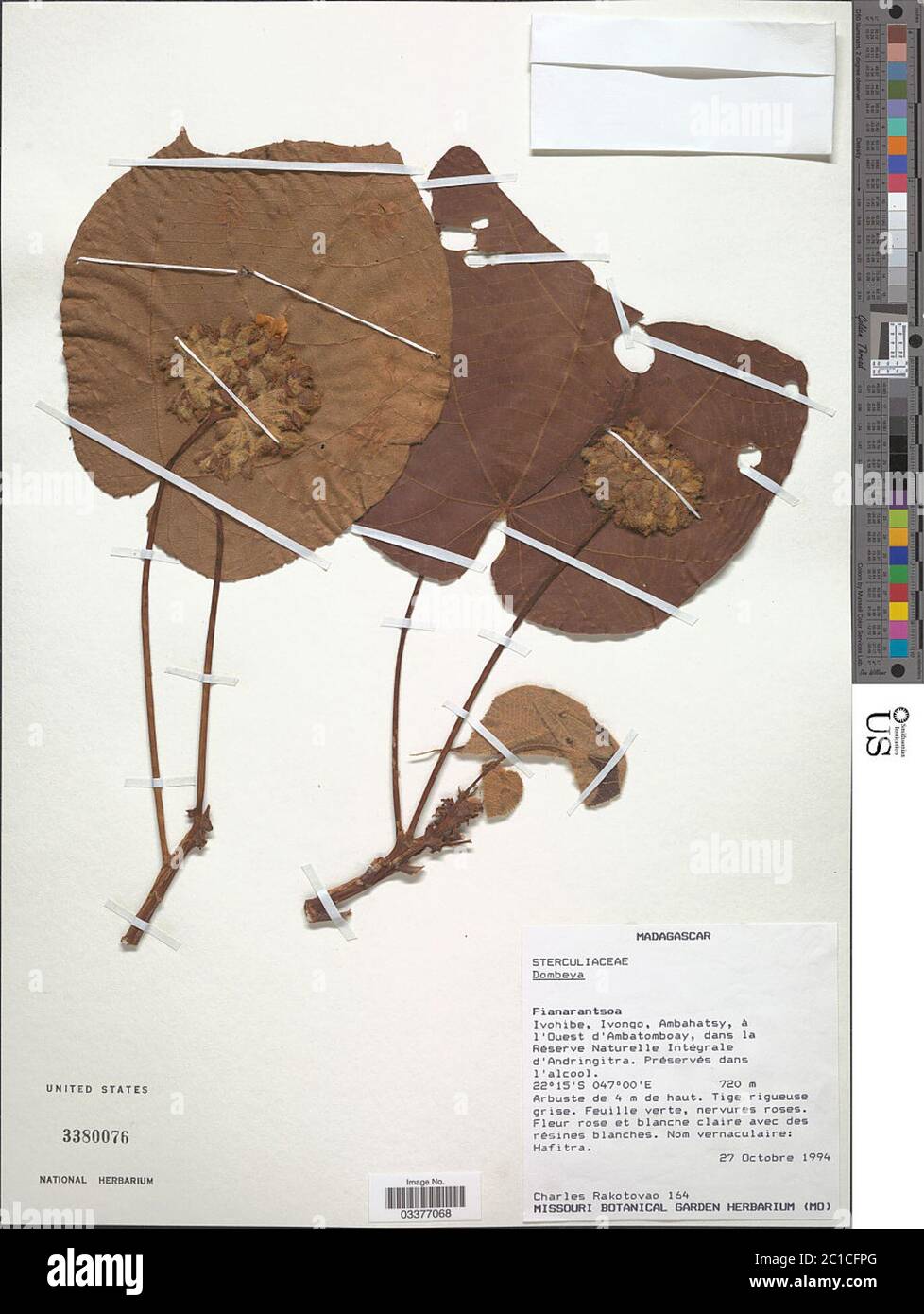 Dombeya sp Dombeya sp Stock Photo - Alamy
