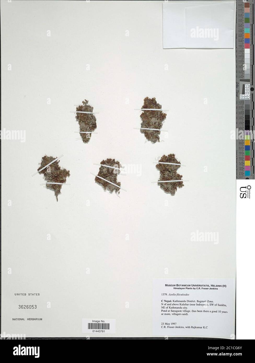 Azolla filiculoides Lam Azolla filiculoides Lam Stock Photo - Alamy