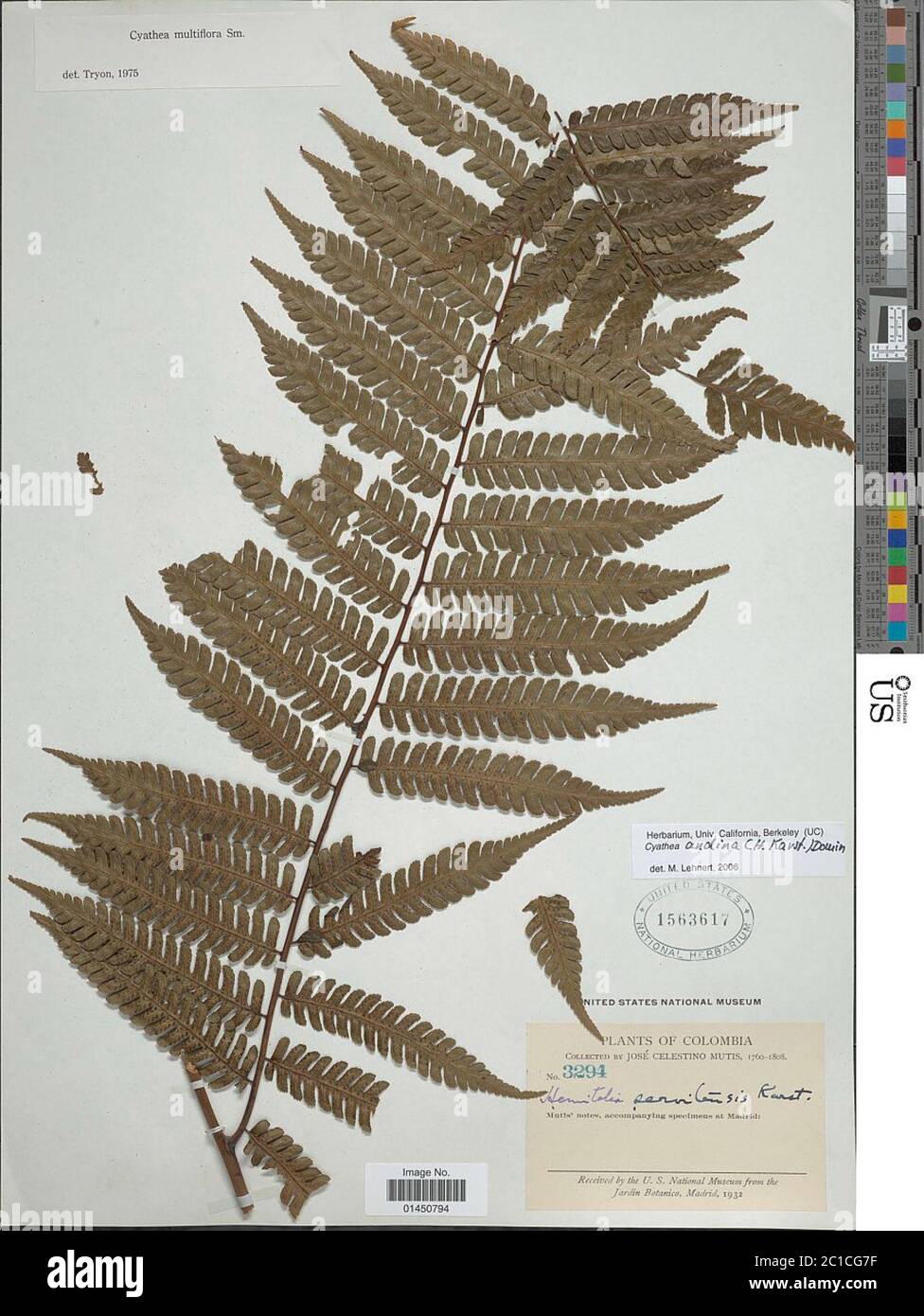 Cyathea andina Domin Cyathea andina Domin Stock Photo - Alamy