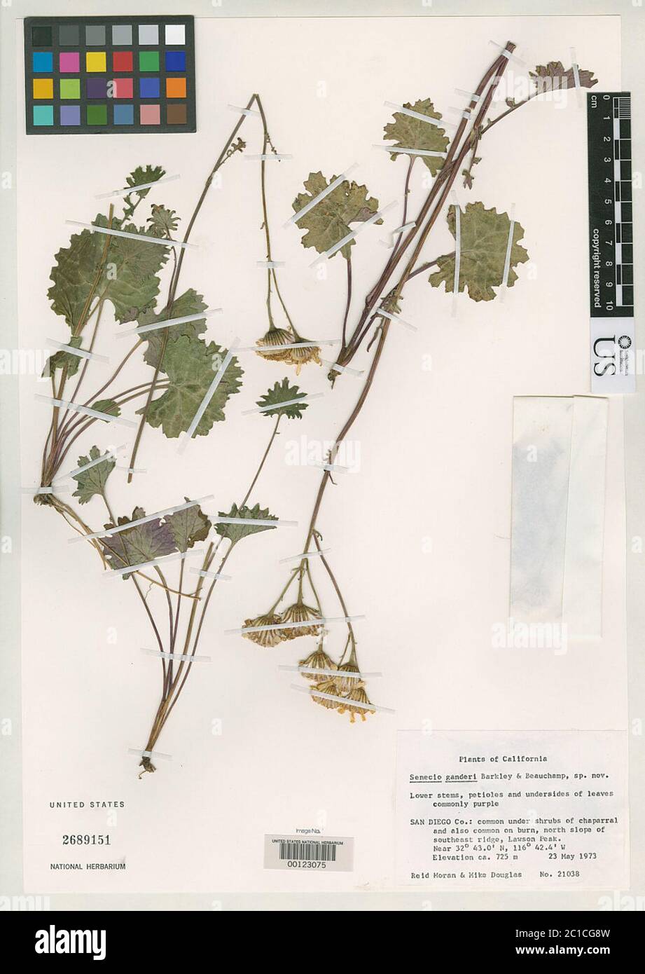 Senecio ganderi TM Barkley RM Beauch Senecio ganderi TM Barkley RM ...