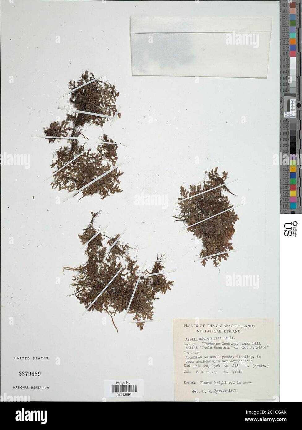 Azolla microphylla Kaulf Azolla microphylla Kaulf Stock Photo - Alamy