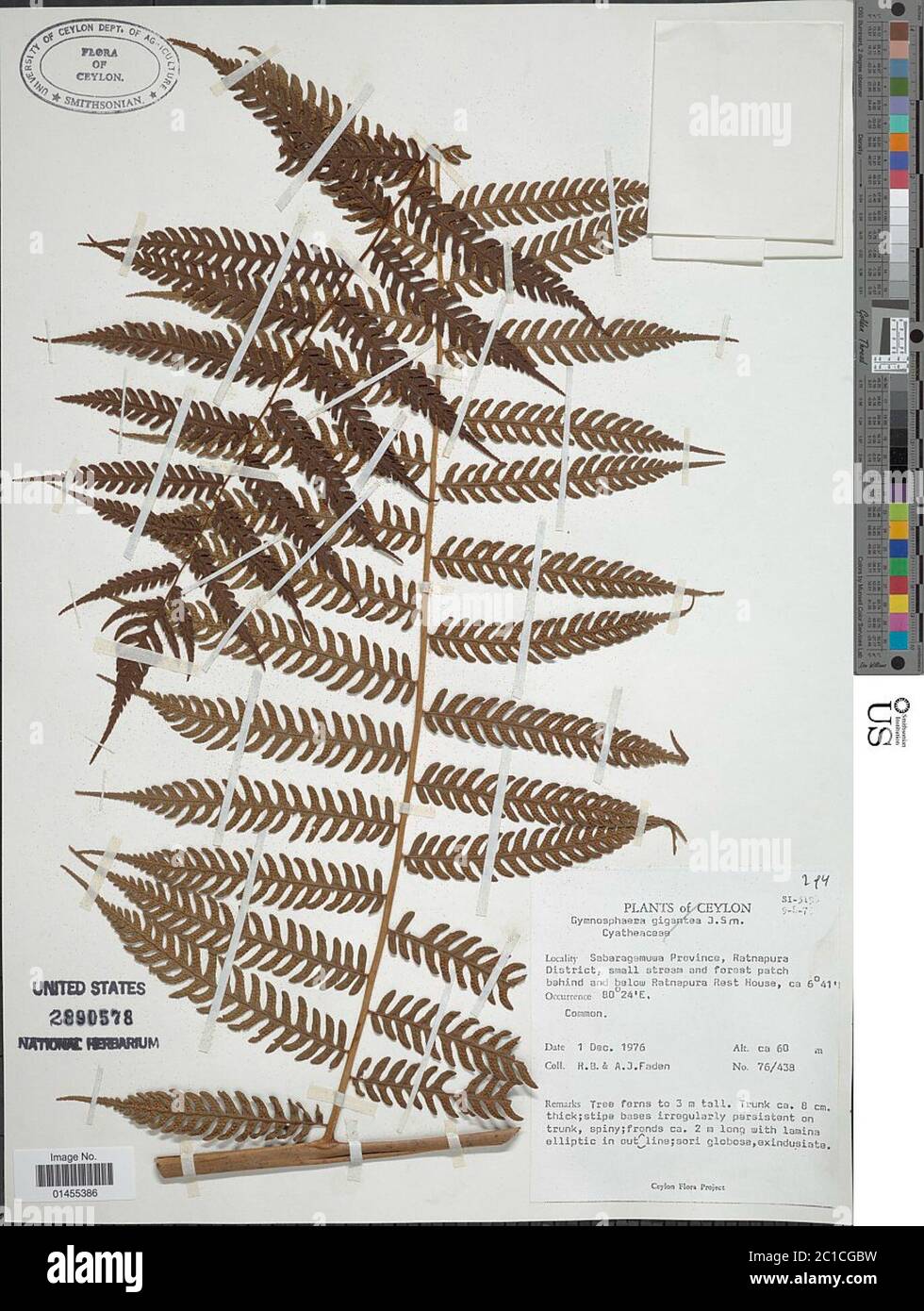 Alsophila sp hi-res stock photography and images - Alamy