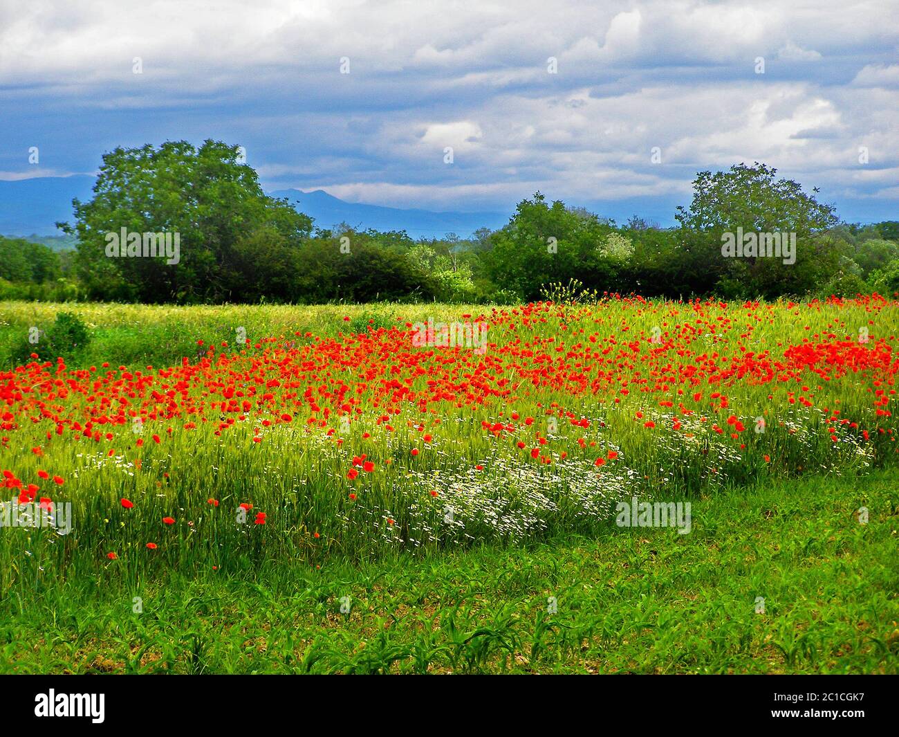 Romanian summer countryside with green fields and wildflowers Stock ...