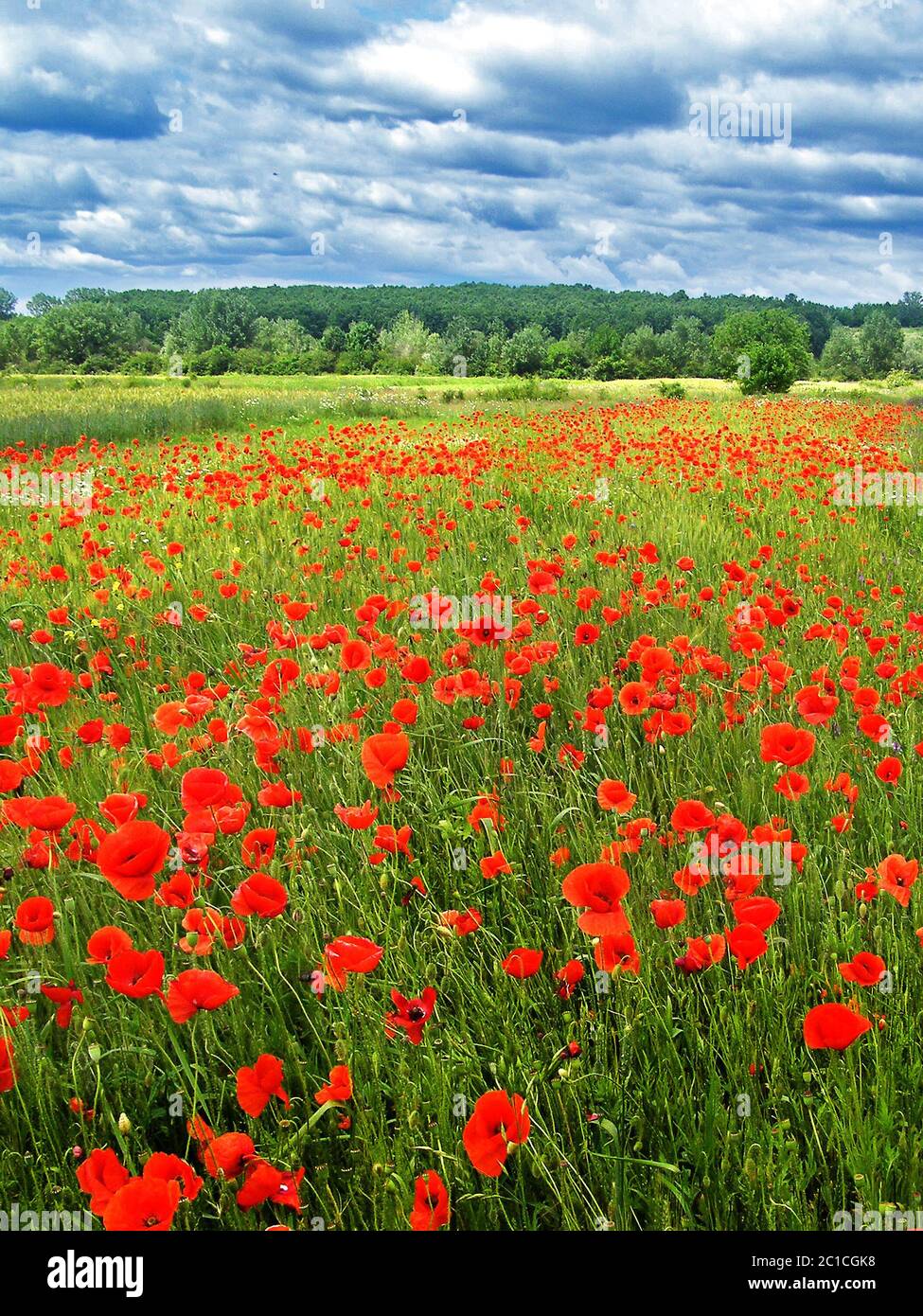 Romanian summer countryside with green fields and wildflowers Stock ...