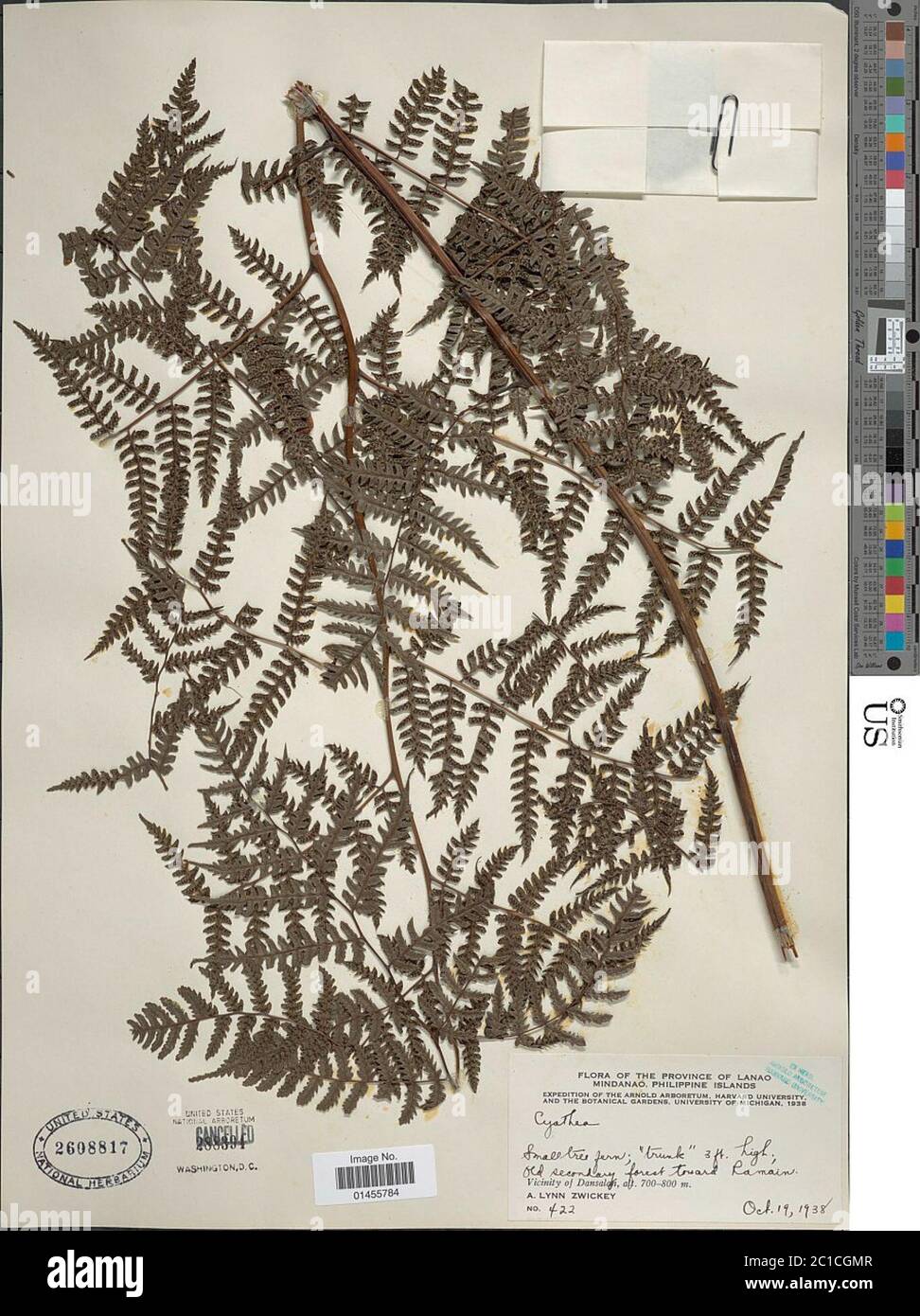 Alsophila sp hi-res stock photography and images - Alamy