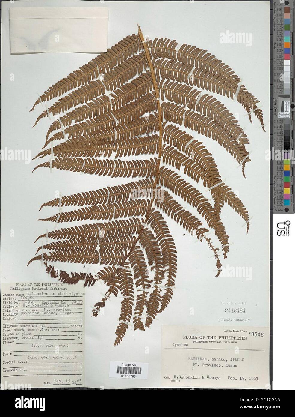 Alsophila sp hi-res stock photography and images - Alamy