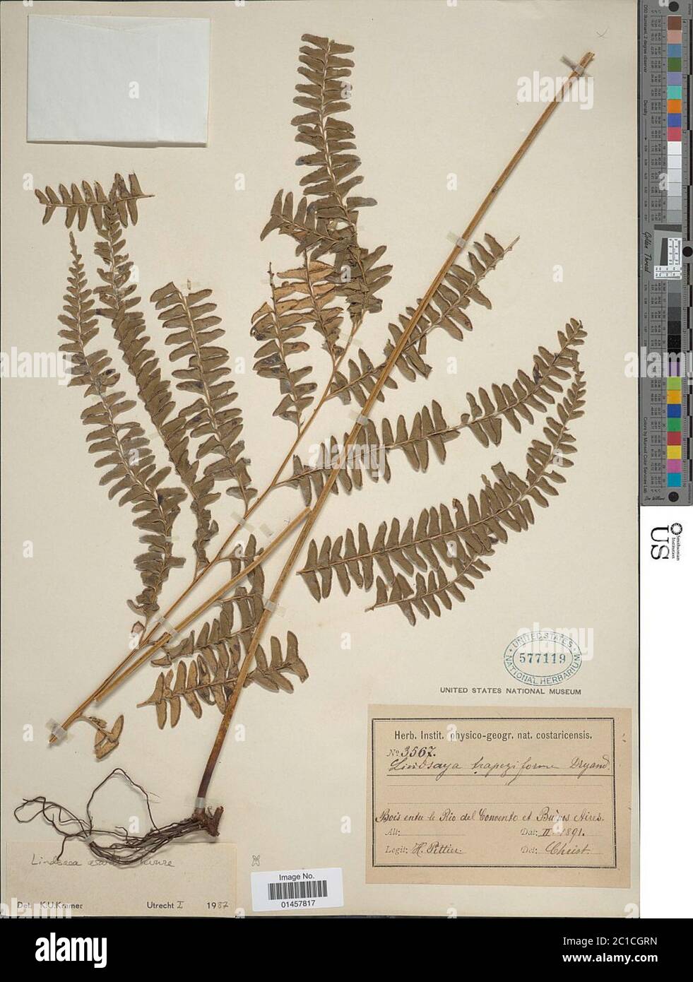 Lindsaea arcuata Kunze Lindsaea arcuata Kunze Stock Photo - Alamy