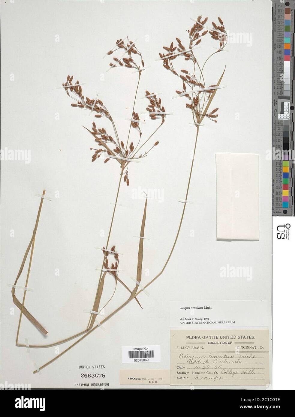 Scirpus pendulus Muhl Scirpus pendulus Muhl Stock Photo - Alamy