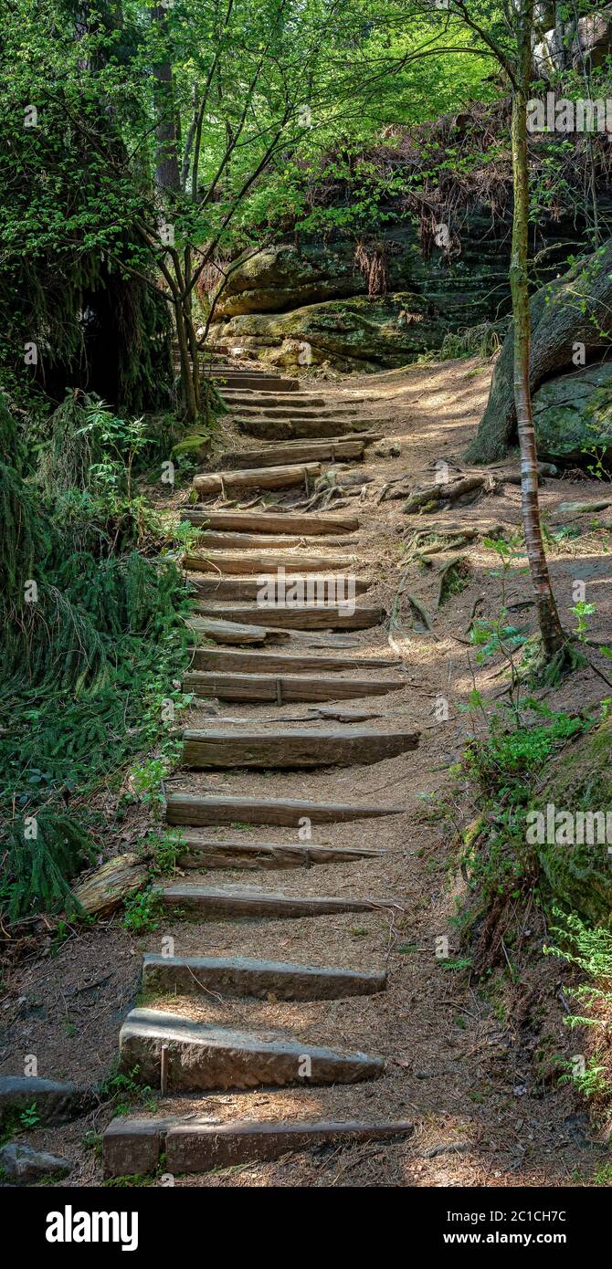 Stone stairs in the forest Stock Photo - Alamy
