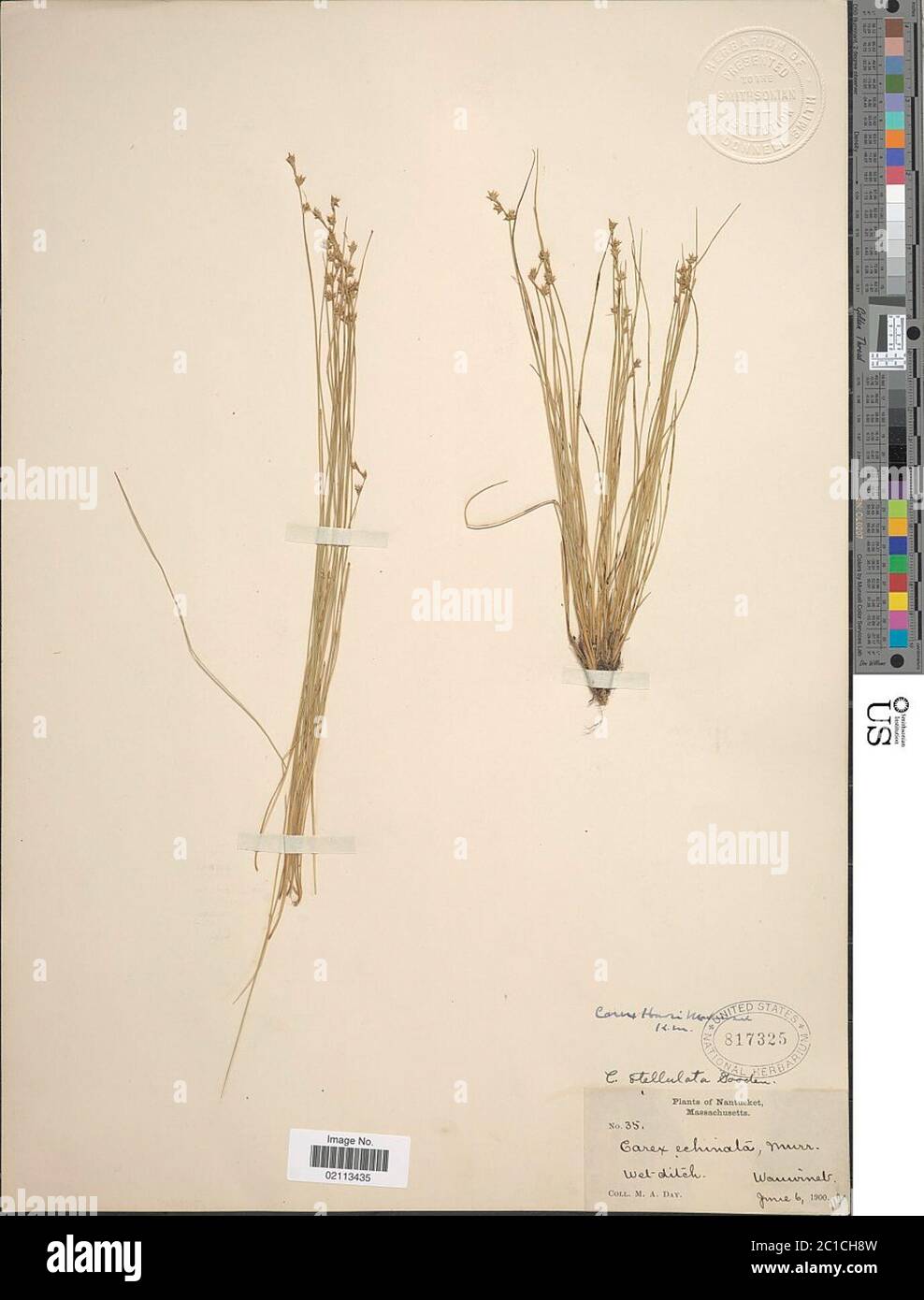 Carex howei Carex howei Stock Photo - Alamy