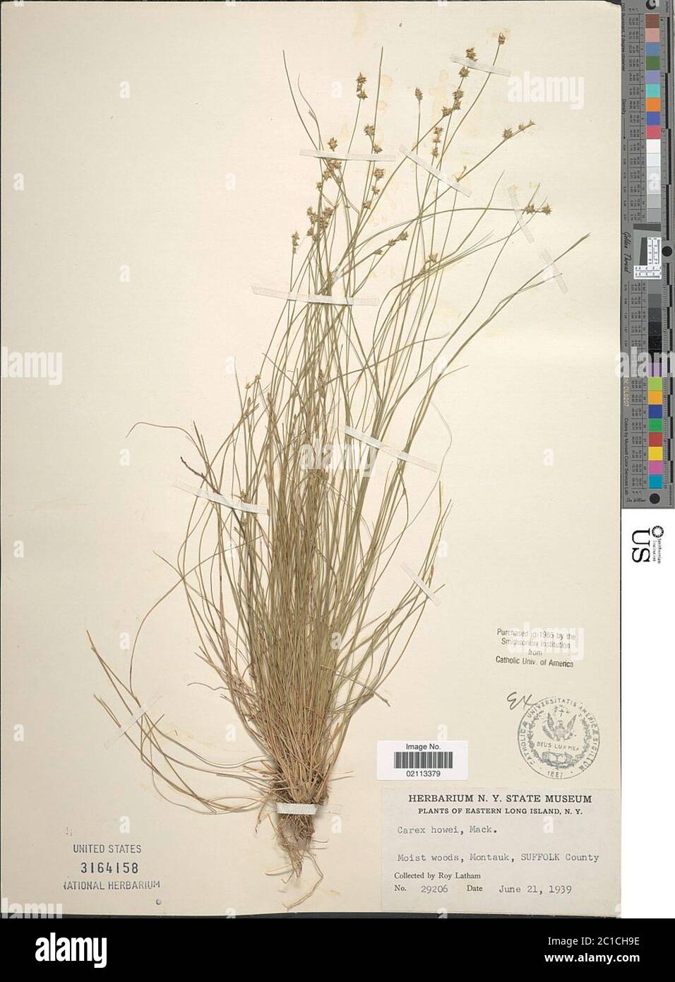 Carex howei Carex howei Stock Photo - Alamy