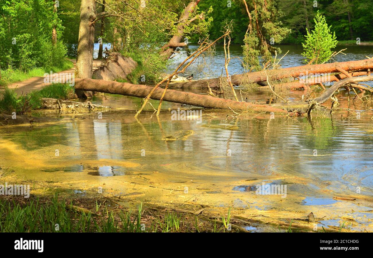 Flower pollen in a lake Stock Photo - Alamy