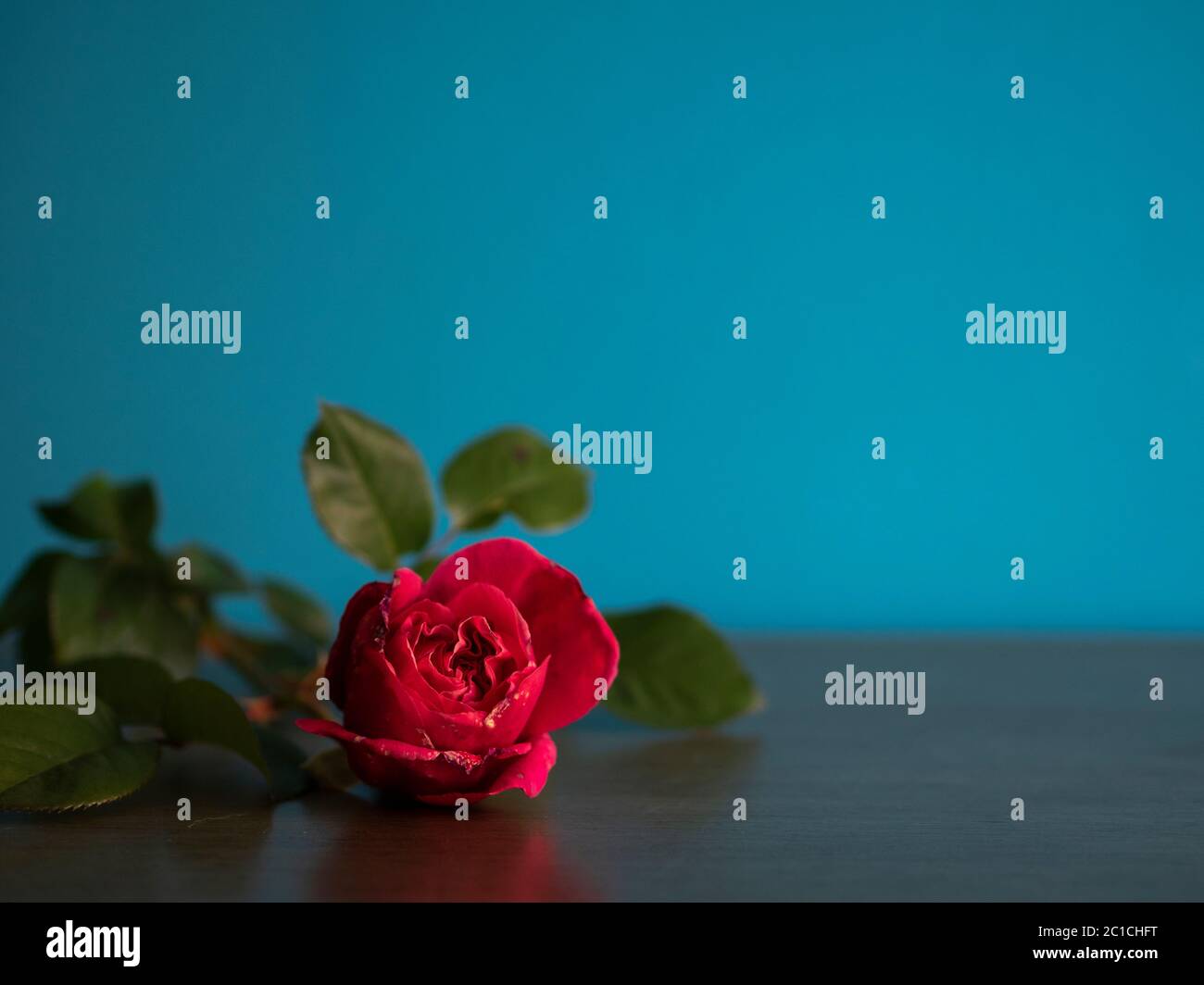 pink flower resting on cabinet with blue background and front view ...