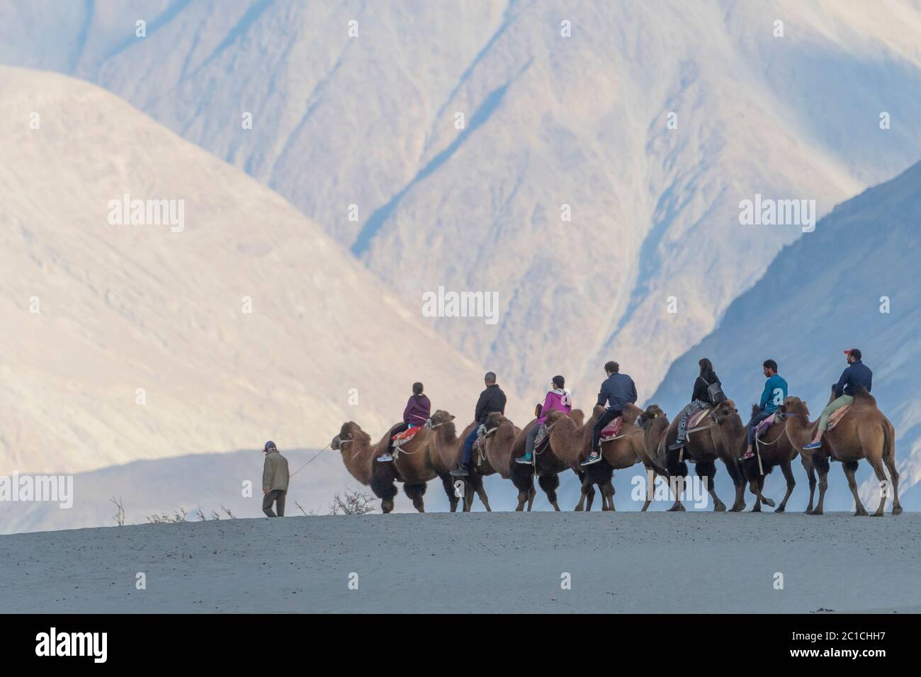 Tourists enjoying camel ride in Hunder, ladakh, India Stock Photo - Alamy