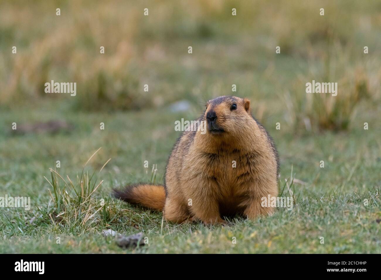 Himalayan Marmot in Ladakh India Stock Photo - Alamy