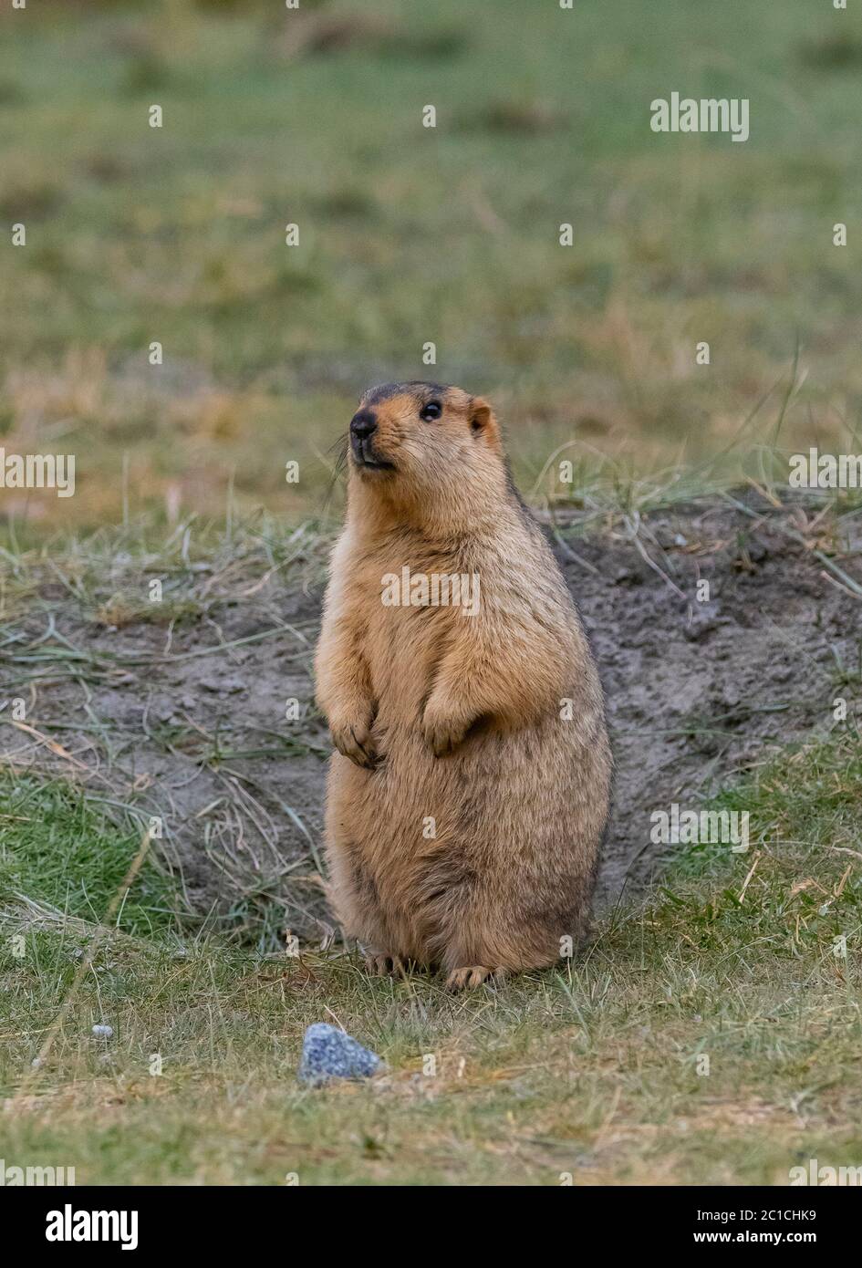 Himalayan Marmot in Ladakh India Stock Photo - Alamy