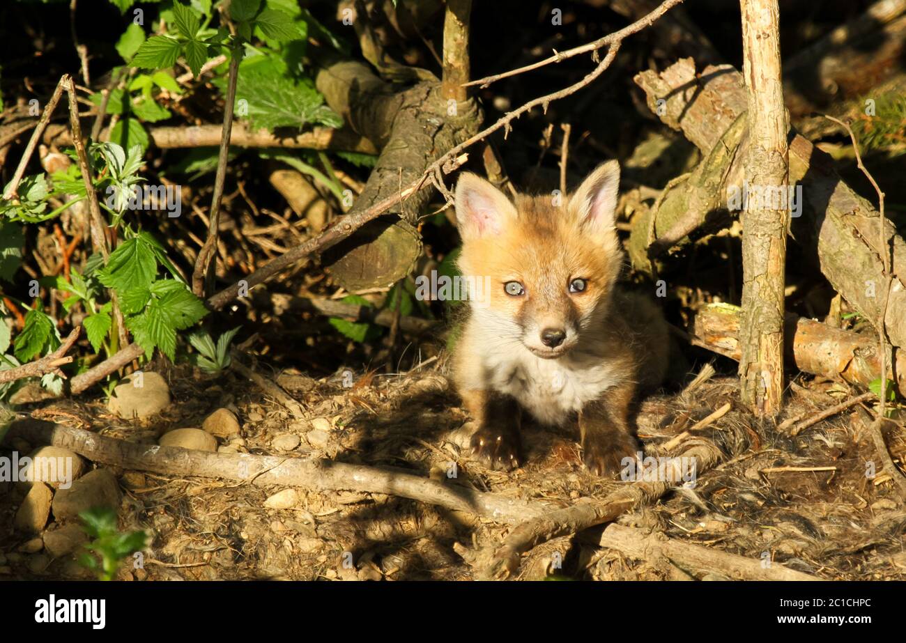 Red fox animal picture hi-res stock photography and images - Alamy