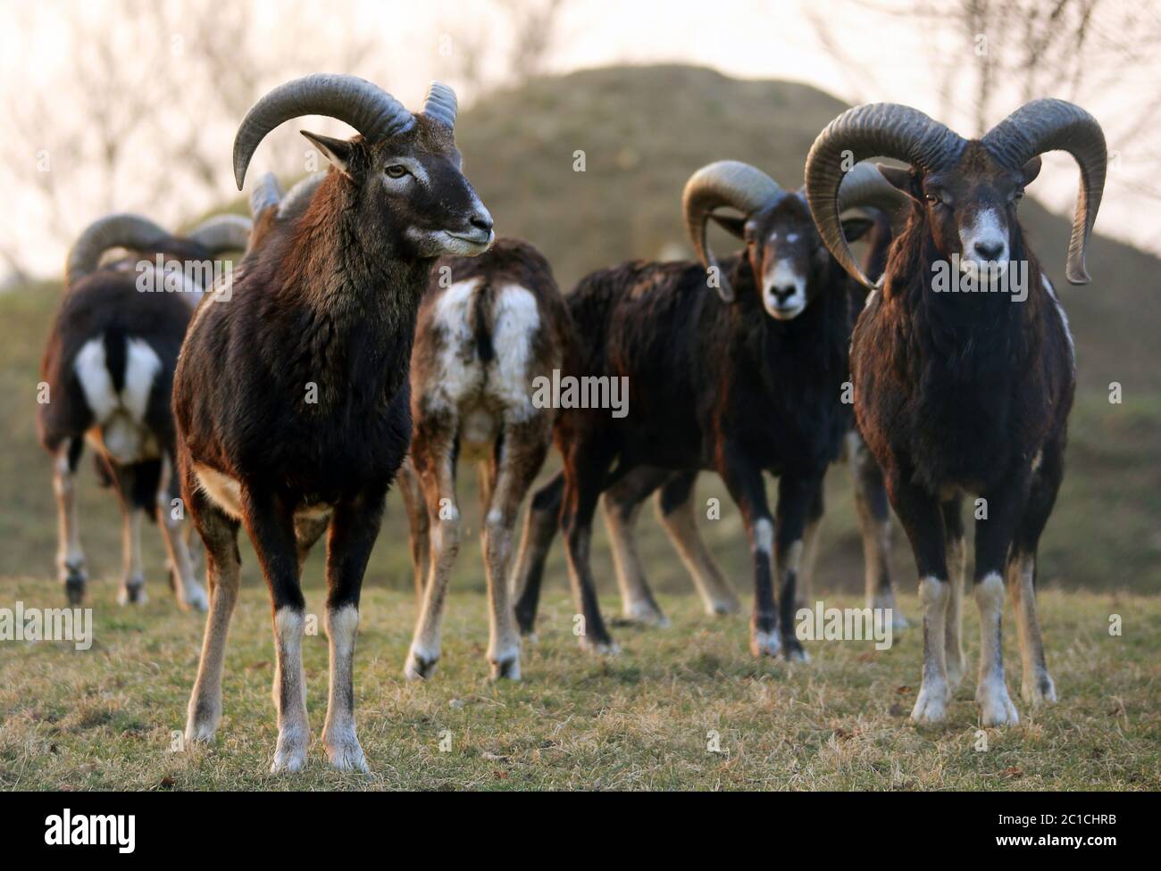 Sheep horns hi-res stock photography and images - Alamy