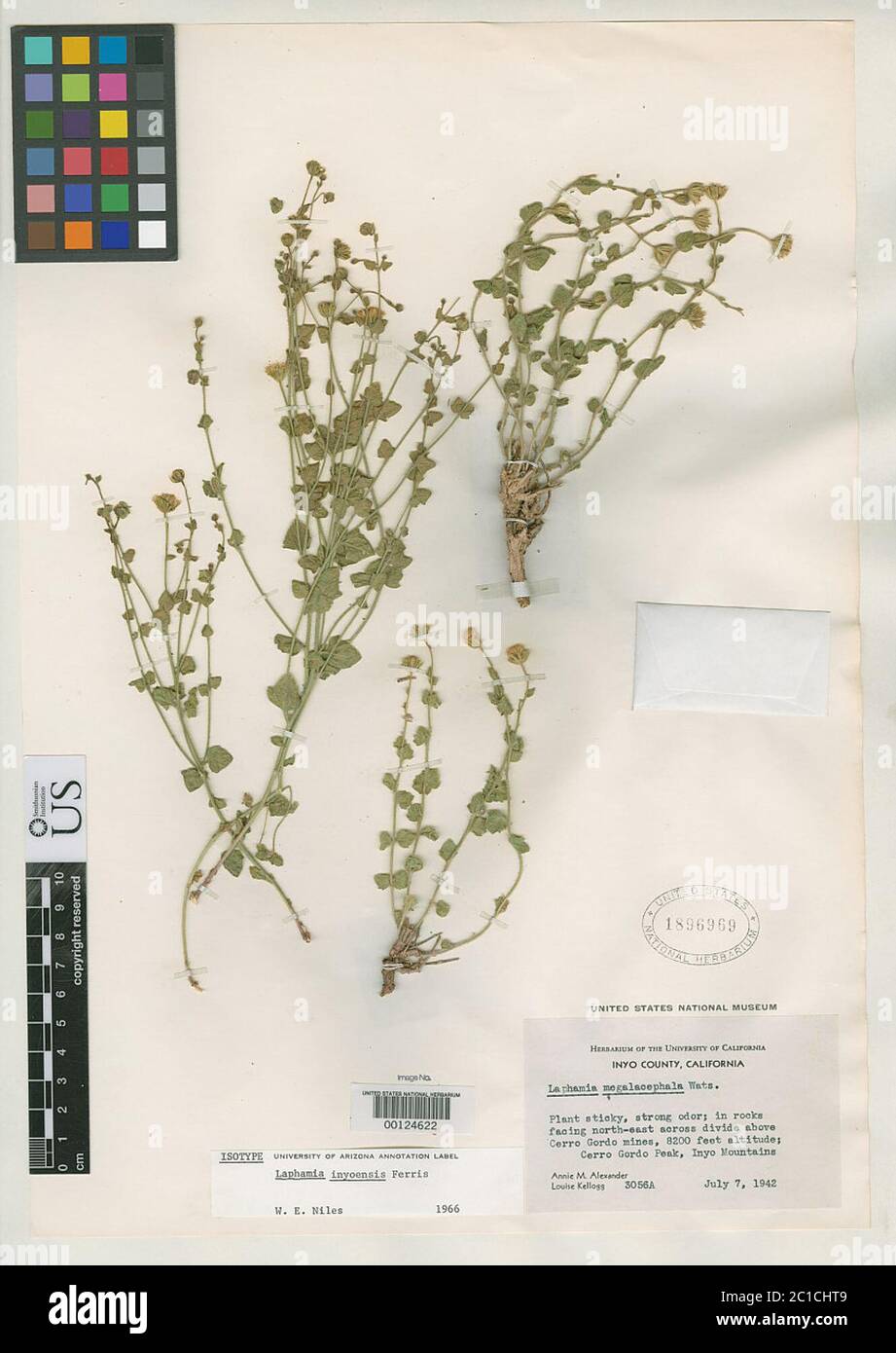 Laphamia inyoensis Ferris Laphamia inyoensis Ferris Stock Photo - Alamy