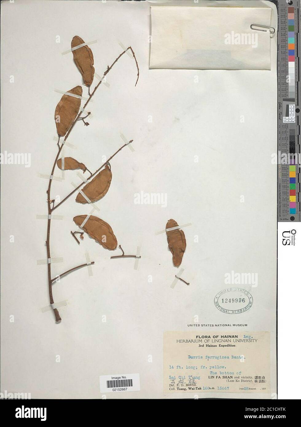 Derris ferruginea Roxb Benth Derris ferruginea Roxb Benth Stock Photo ...