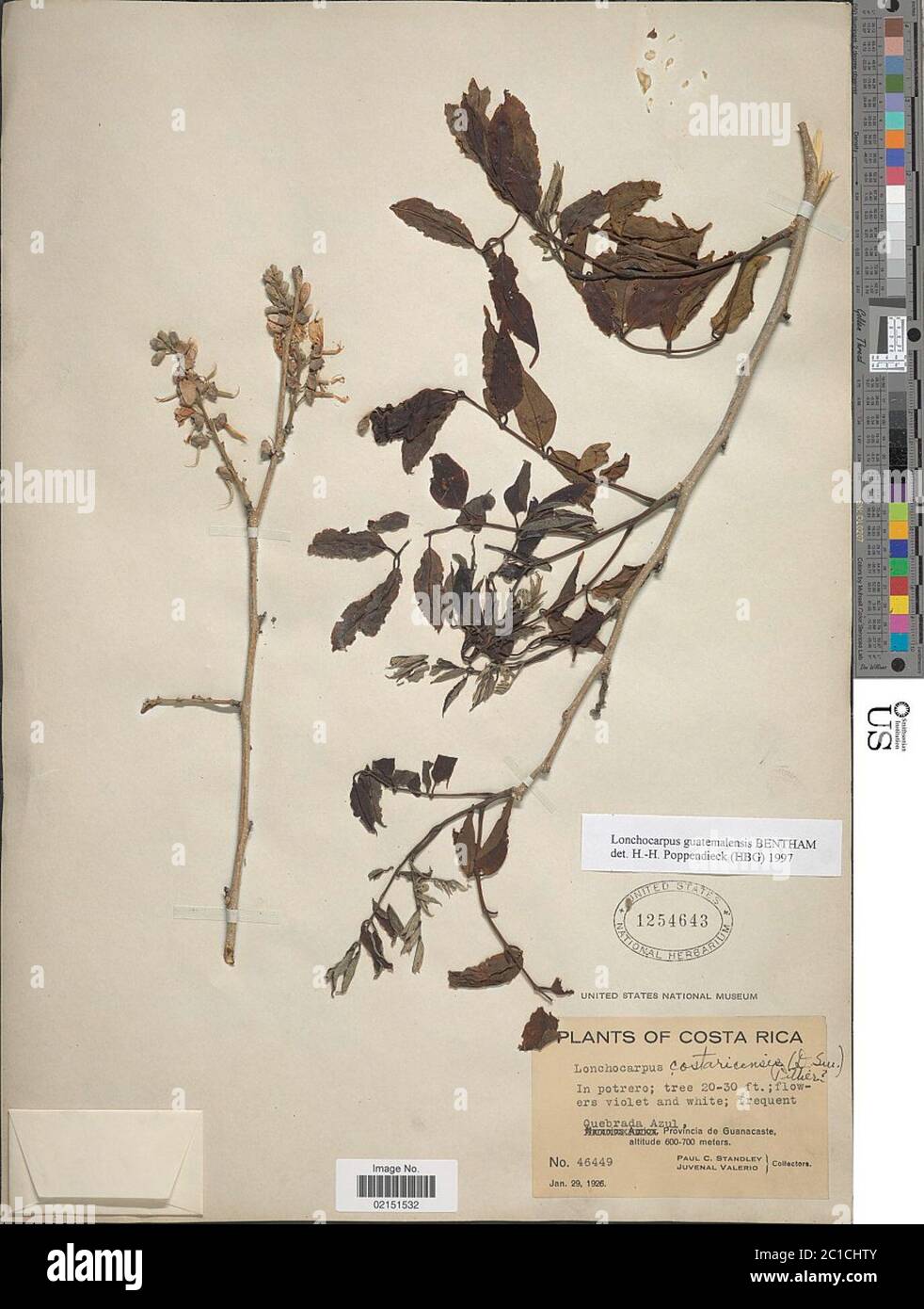 Lonchocarpus guatemalensis Benth Lonchocarpus guatemalensis Benth Stock ...