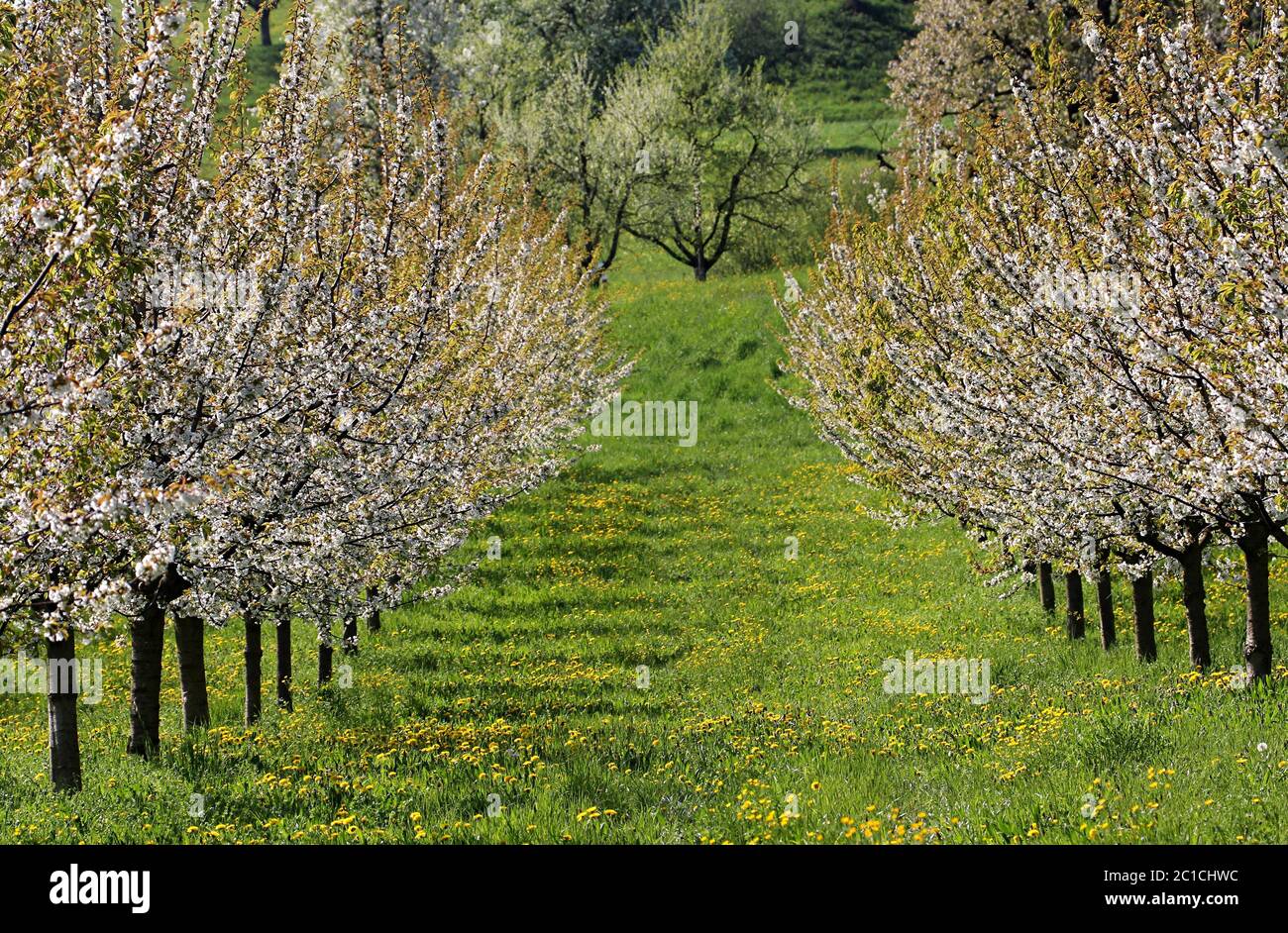 Cherry grove hi-res stock photography and images - Alamy