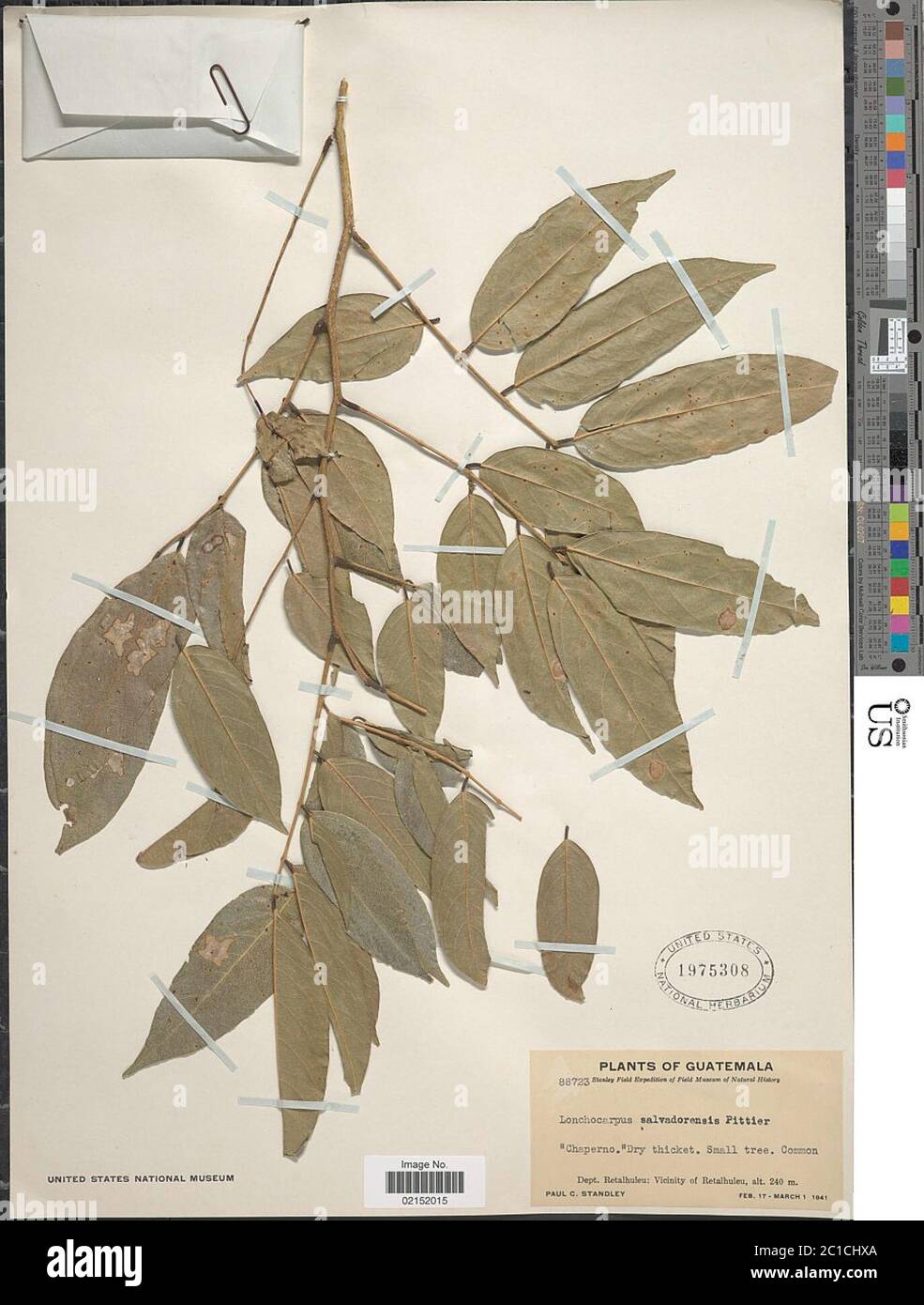 Lonchocarpus salvadorensis Pittier Lonchocarpus salvadorensis Pittier ...