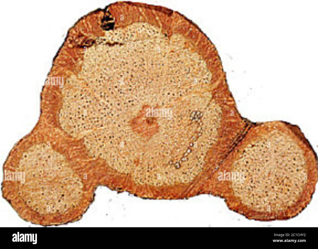 Paullinia pinnata L Paullinia pinnata L Stock Photo - Alamy