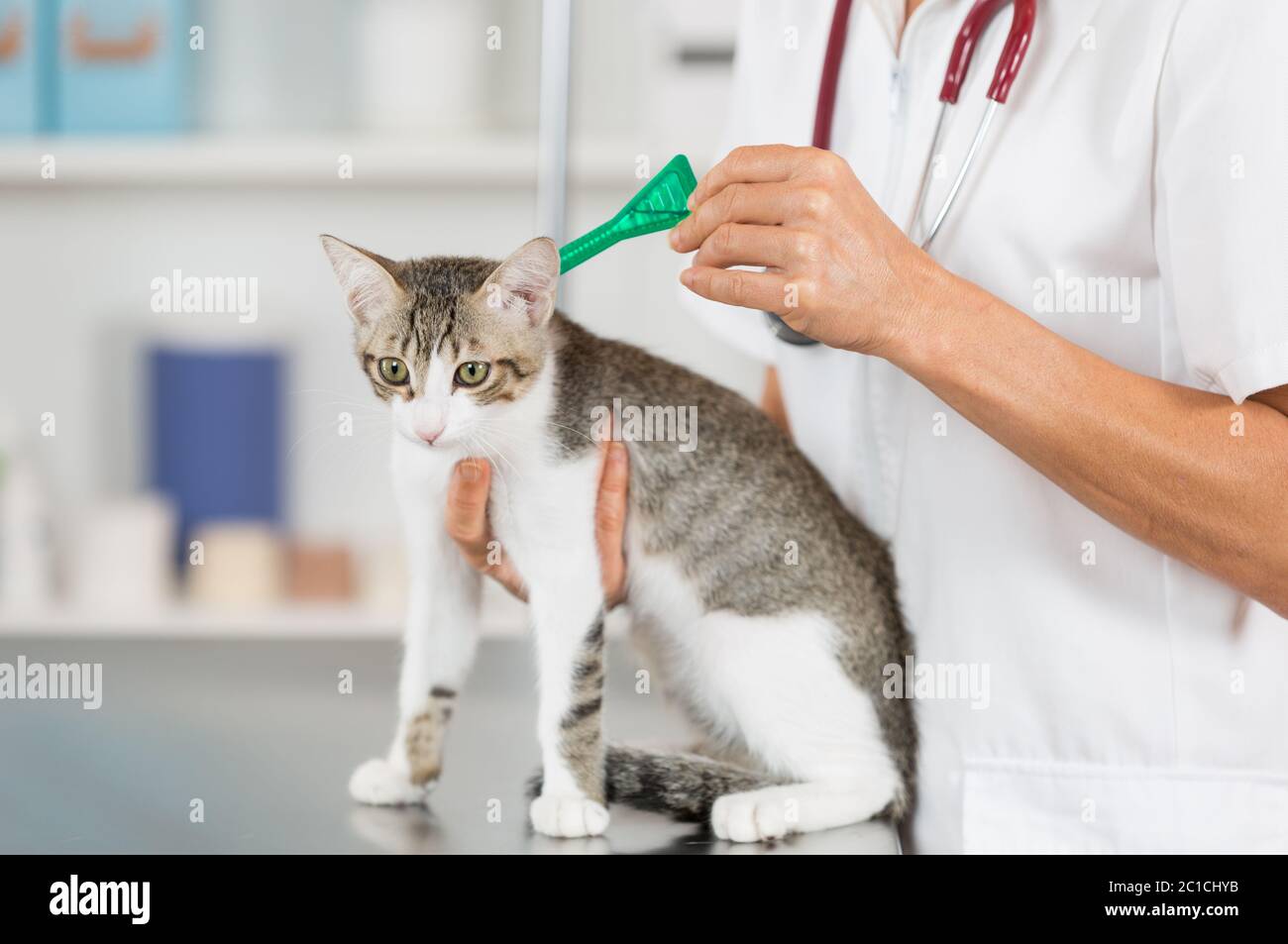 Placing a pipette veterinary antiparasitic a cat in clinic Stock Photo ...