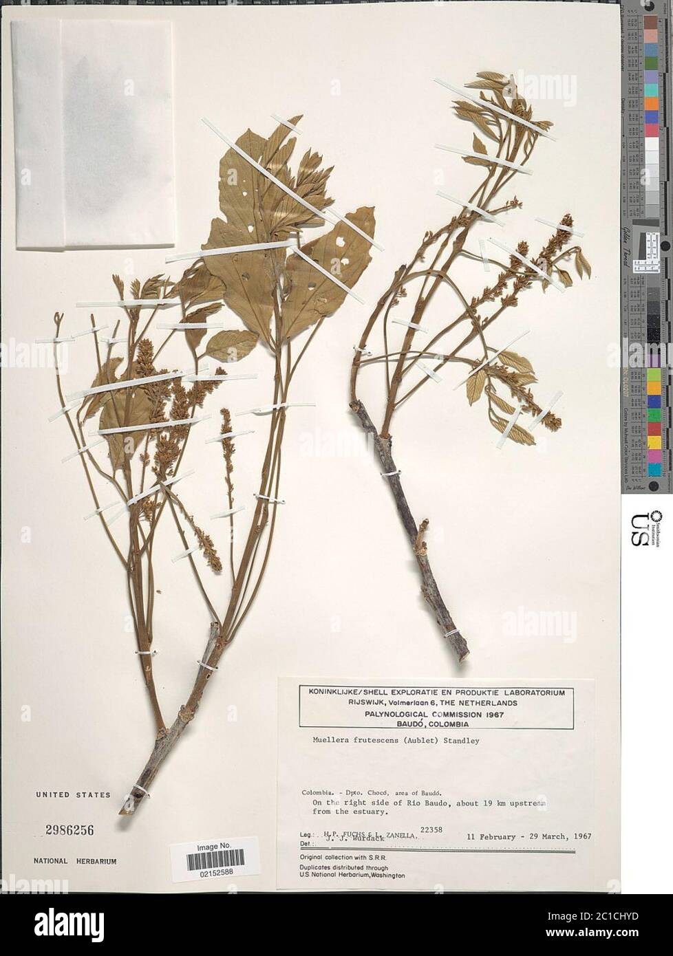 Muellera frutescens Muellera frutescens Stock Photo - Alamy