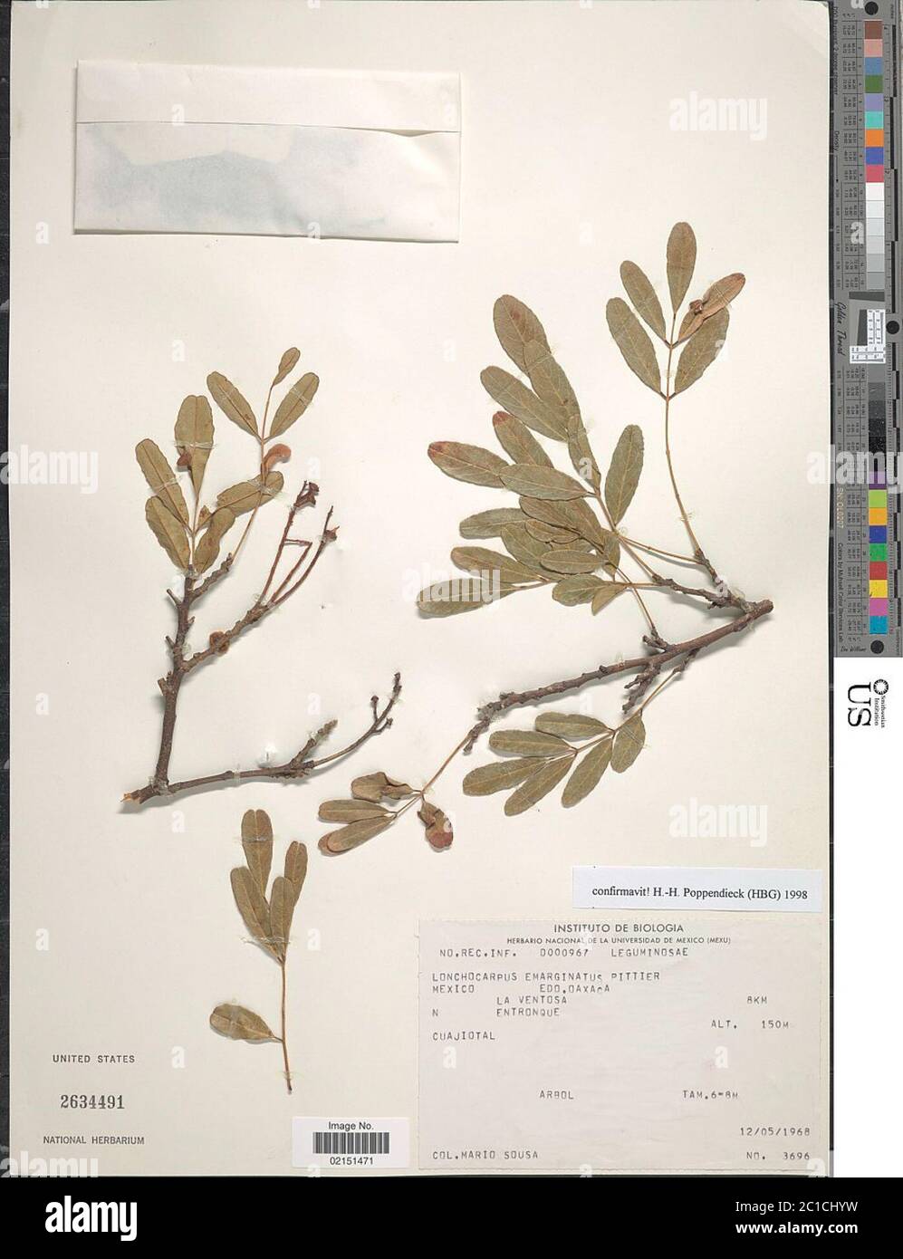 Lonchocarpus emarginatus Pittier Lonchocarpus emarginatus Pittier Stock ...