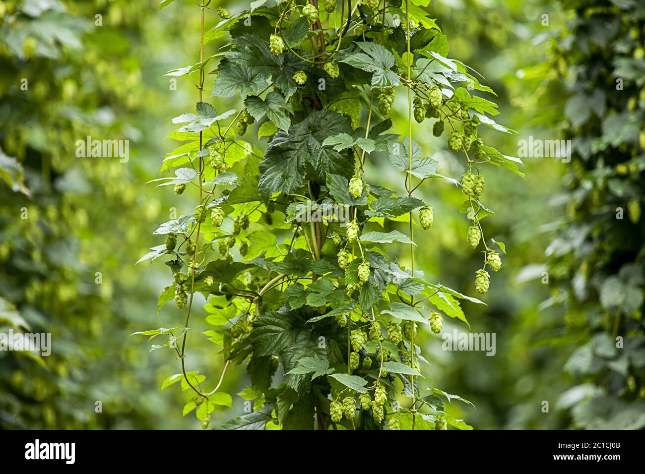 Estrogenic substances hi-res stock photography and images - Alamy