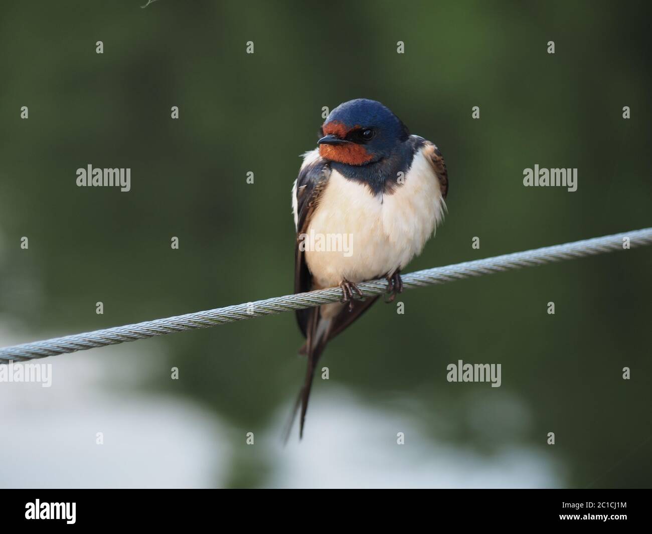 Streamlined bird hi-res stock photography and images - Alamy