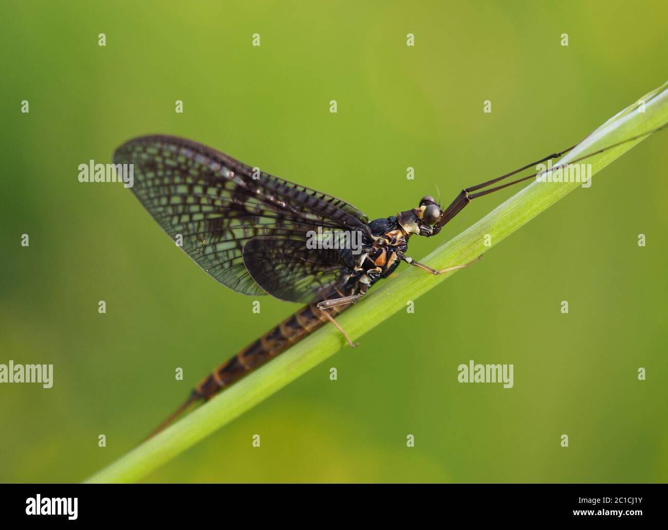 Large Danish Ephemera Fly Stock Photo - Alamy