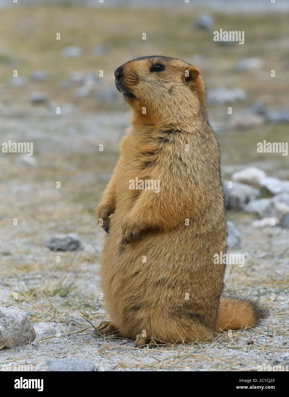 Himalayan Marmot in Ladakh India Stock Photo - Alamy
