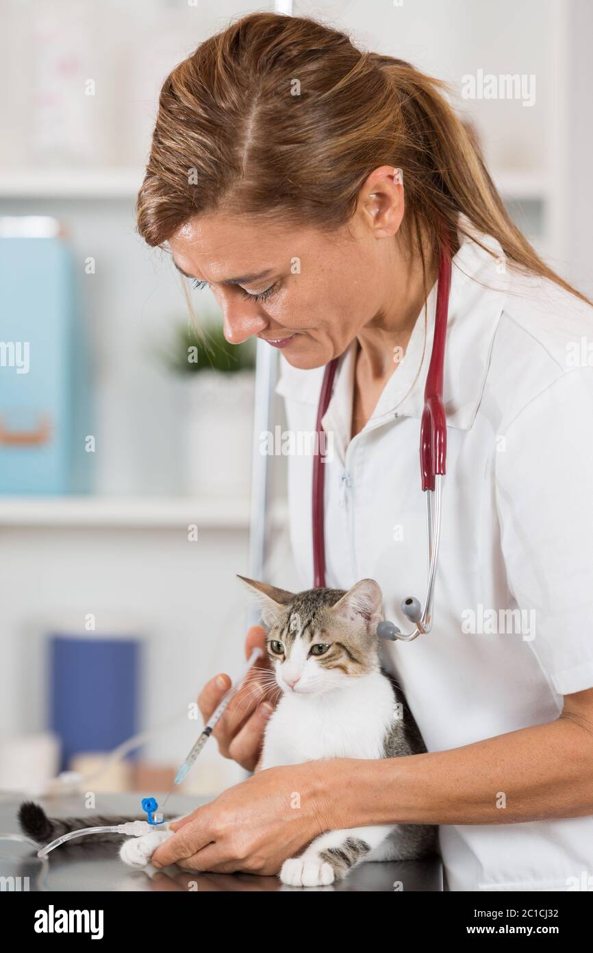 Veterinary placing a catheter via a cat in the clinic Stock Photo - Alamy