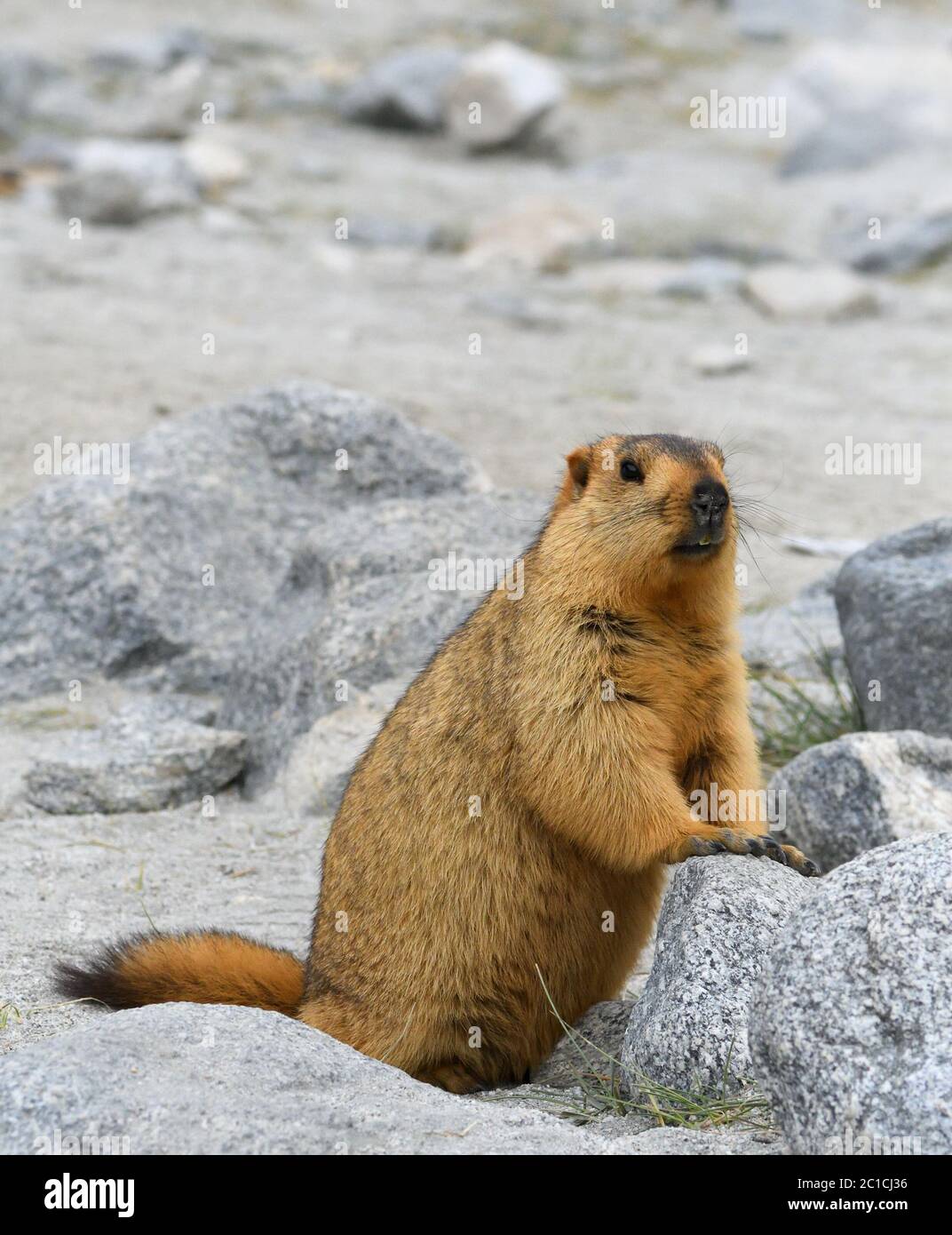 Himalayan rodent hi-res stock photography and images - Alamy