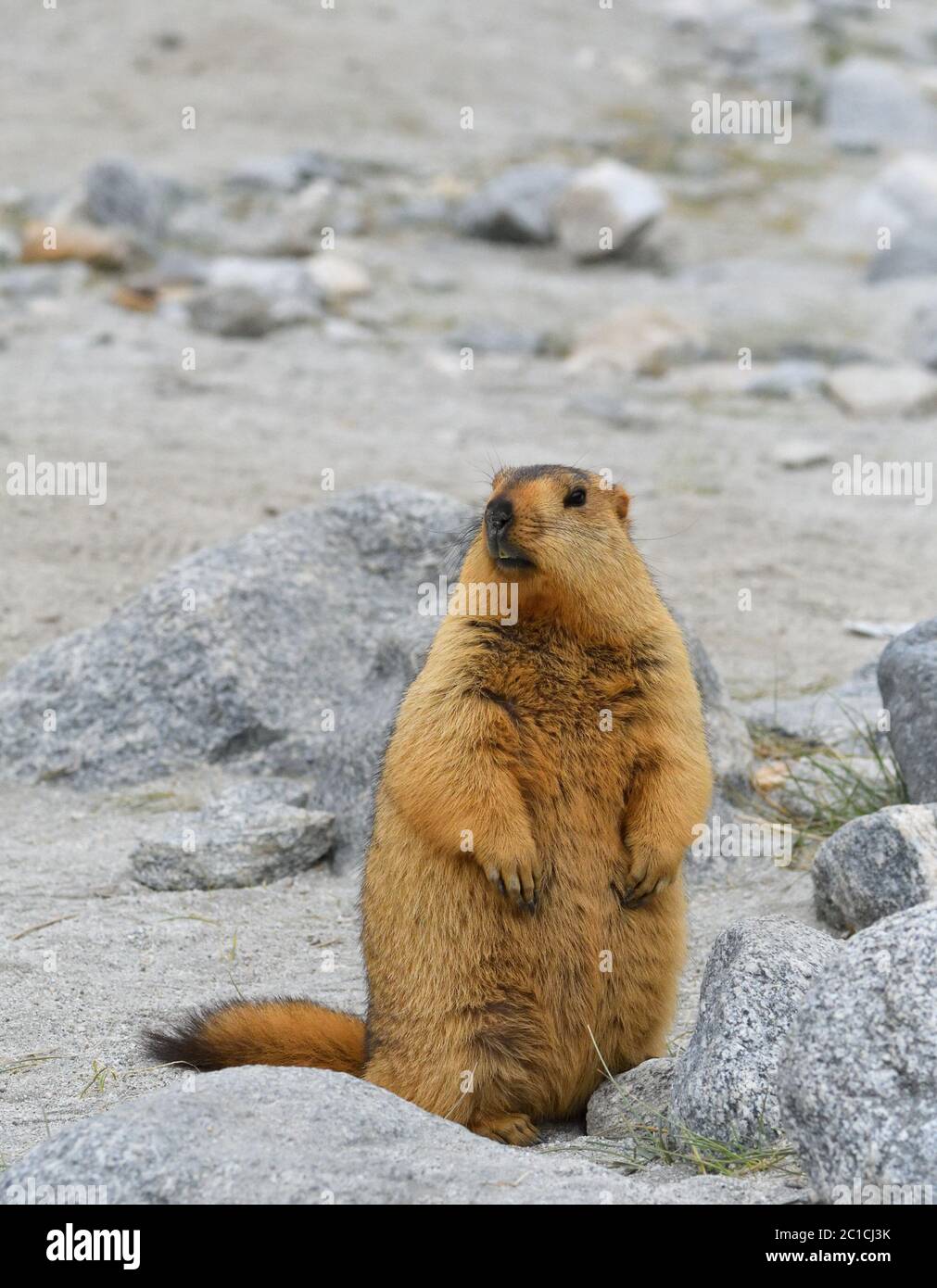 Himalayan Marmot in Ladakh India Stock Photo - Alamy