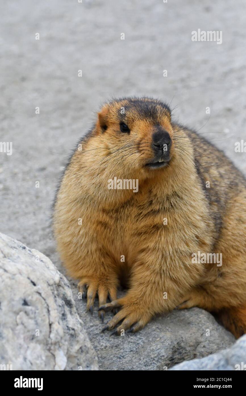 Himalayan rodent hi-res stock photography and images - Alamy
