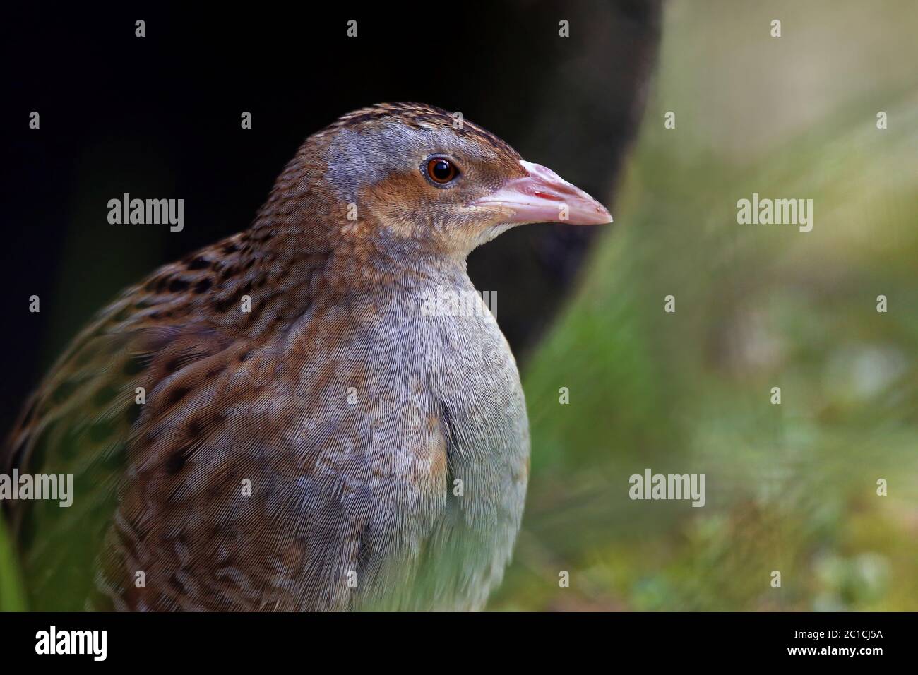 Extremely rare hi-res stock photography and images - Alamy